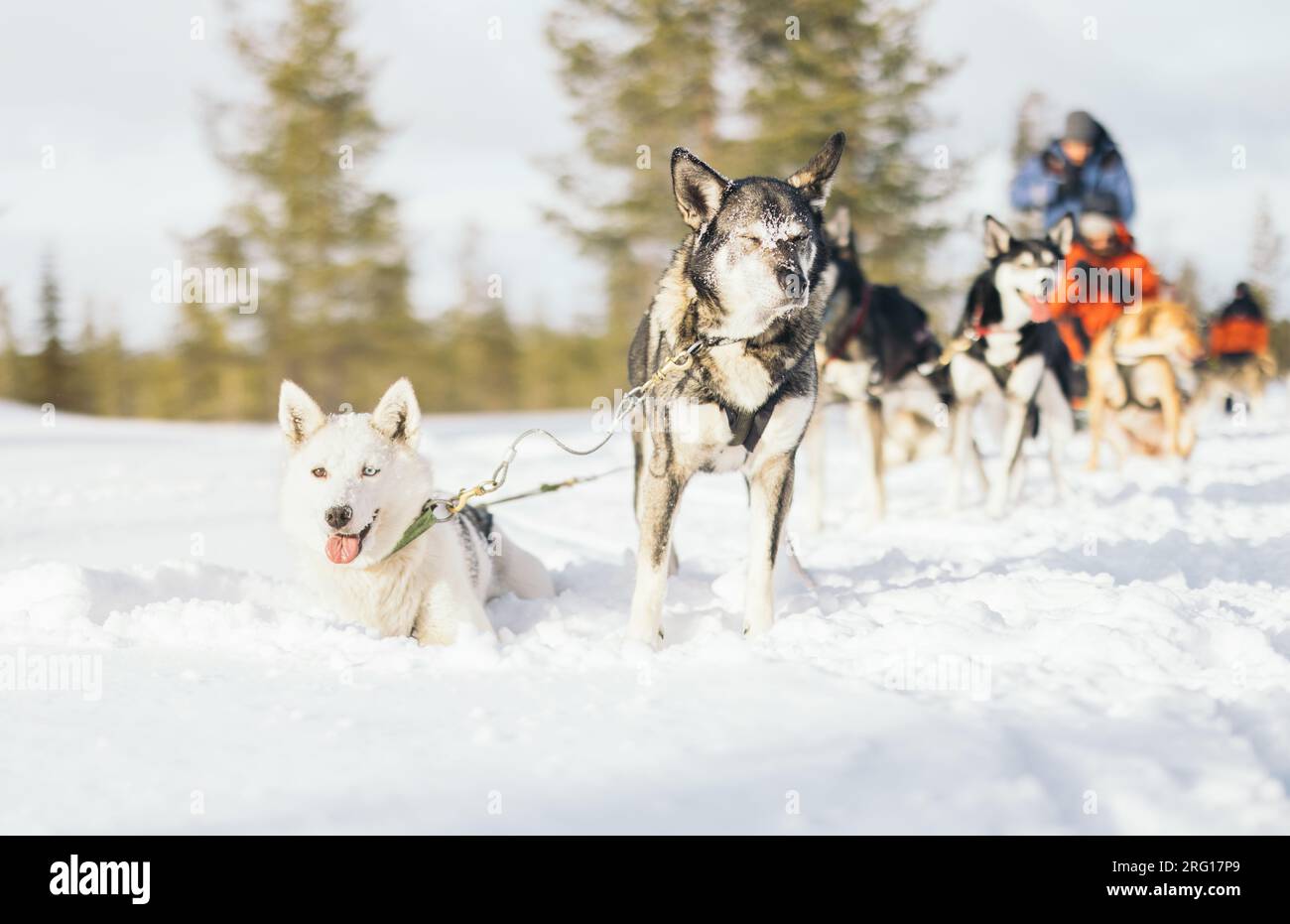 Sledding dogs with owner hi-res stock photography and images - Alamy