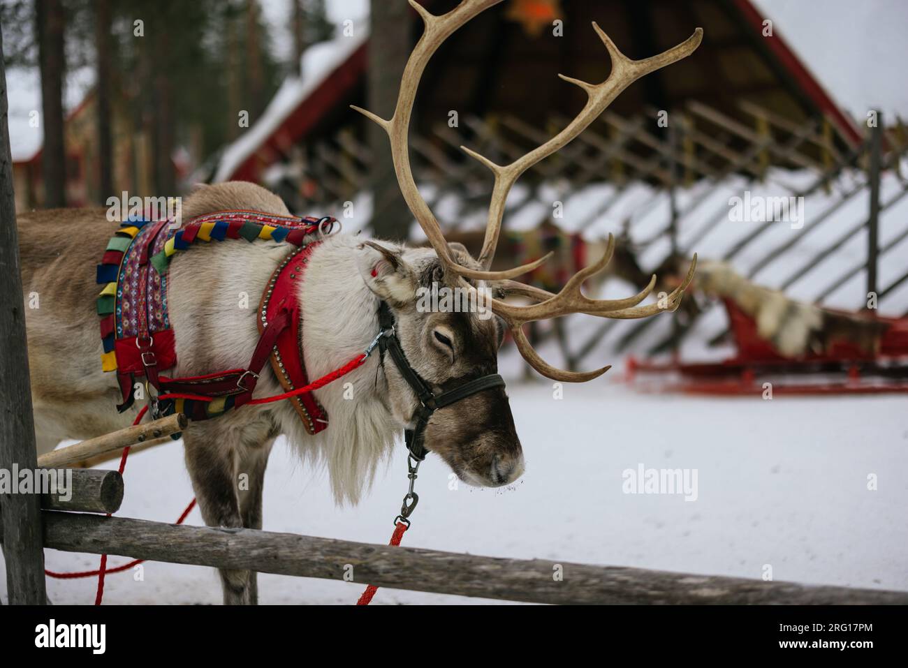 Obedient and sleepy reindeer with long antlers and muzzle tied in black ...