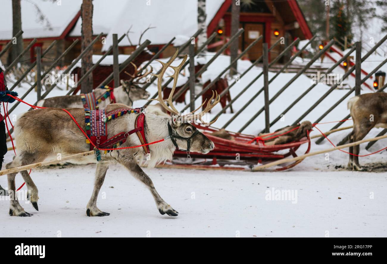 Obedient and sleepy reindeer with long antlers and muzzle tied in black ...