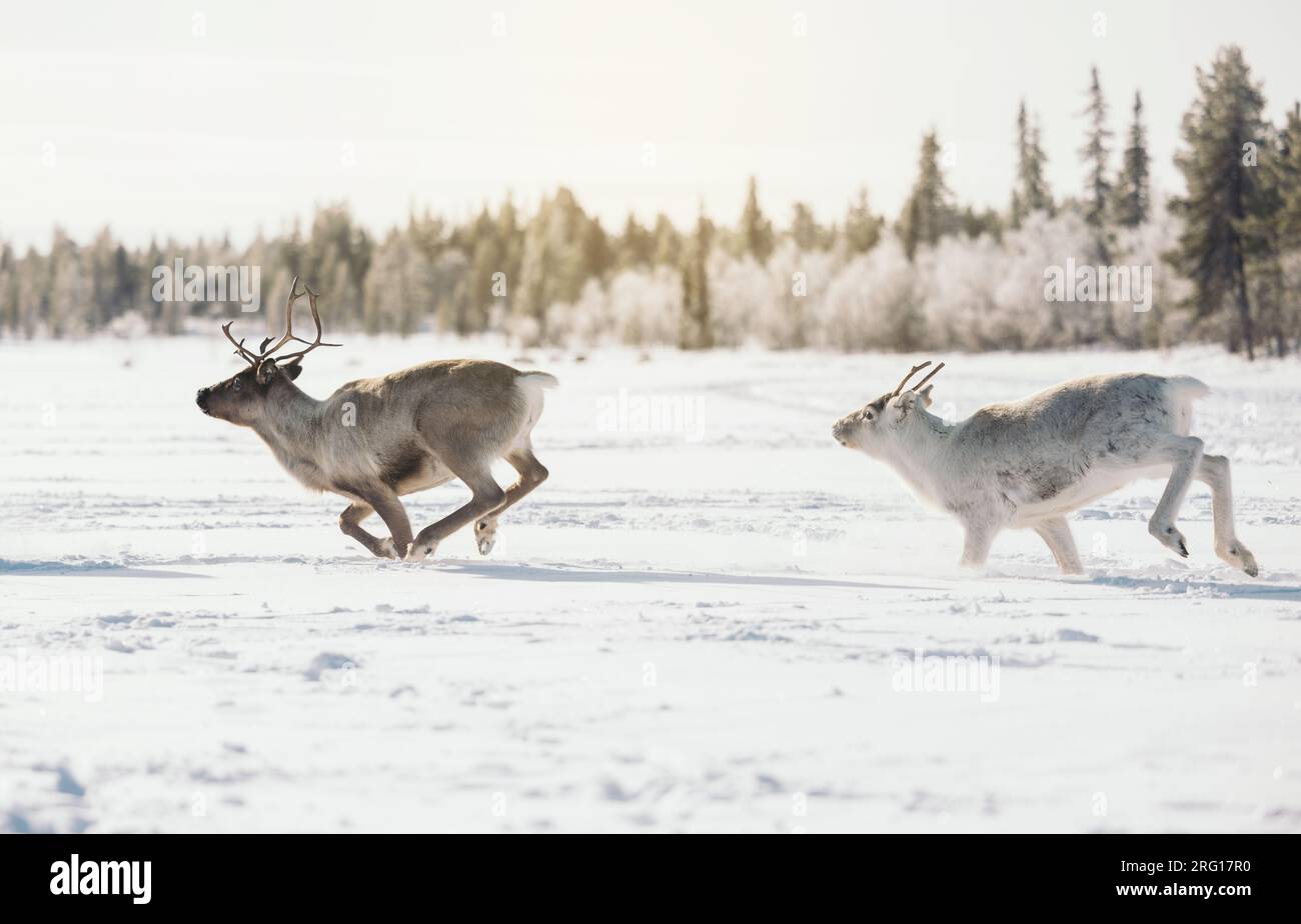 Side view of wild reindeers with big antlers running on snowy field in ...