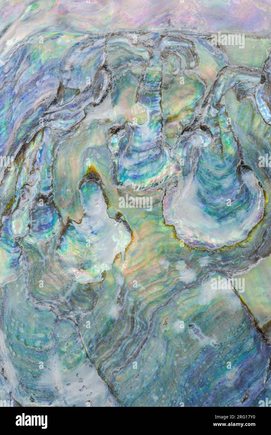 Close up photograph of the colorful inner surface of a Green Mexican ...