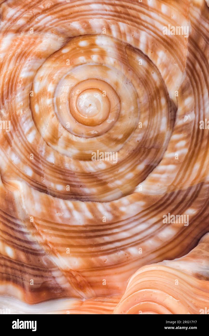 Macrophotograph of the front end of a Bullmouth or Red Helmet shell ...