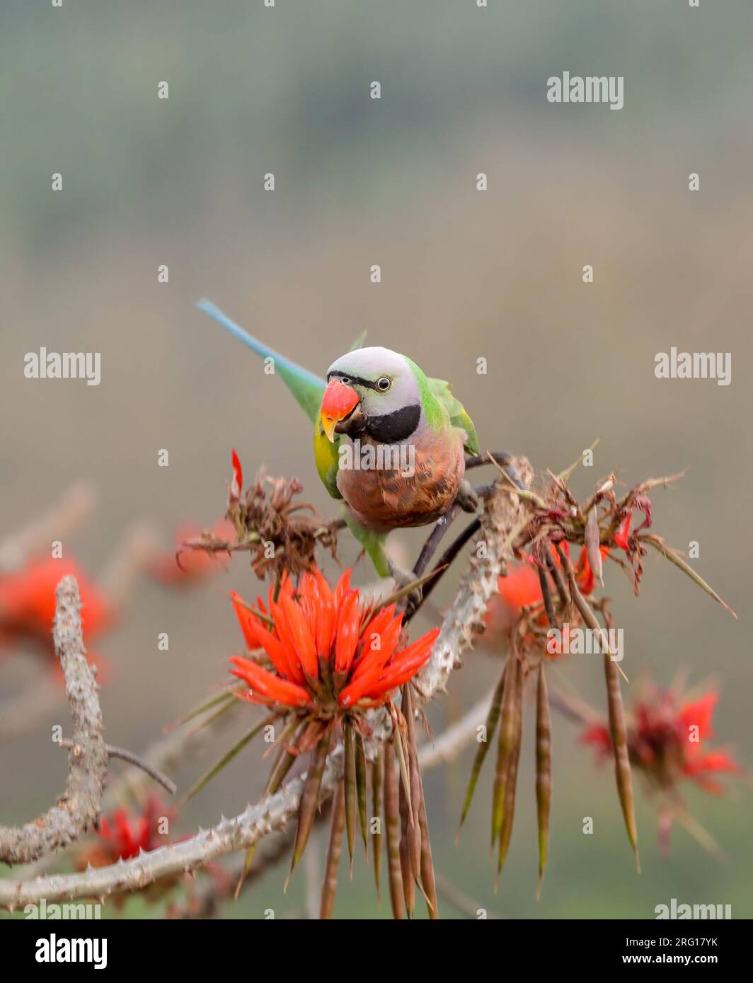 red-breasted parakeet is a parrot native to Southeast Asia.this photo ...