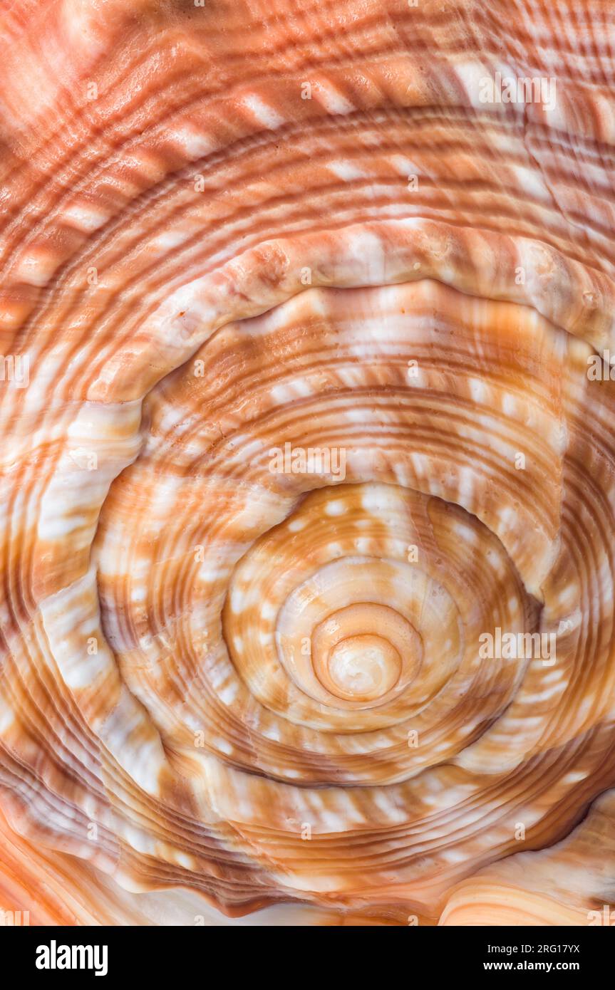 Large sea snail hi-res stock photography and images - Alamy
