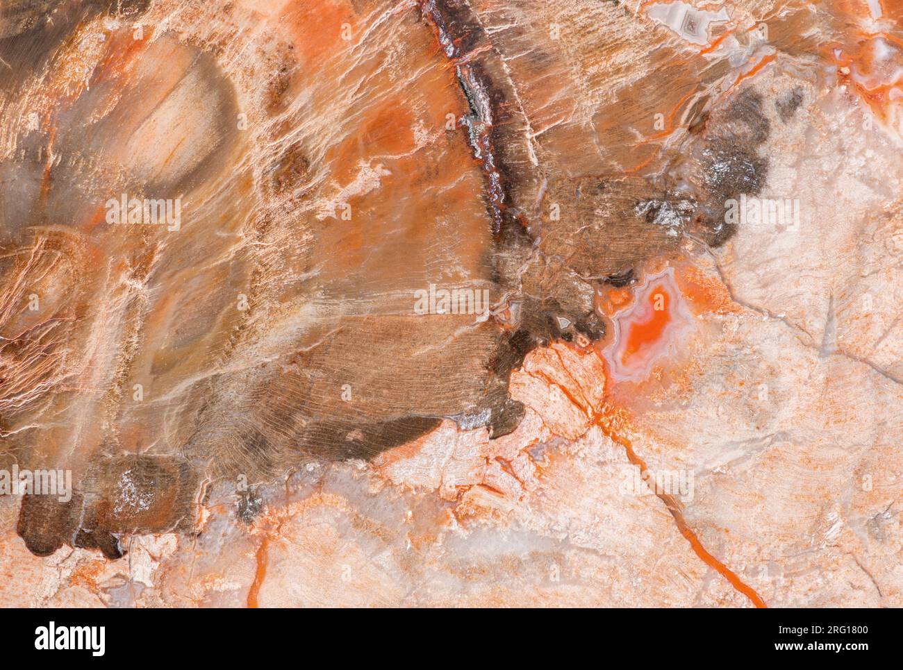 Macro photograph of a piece of petrified wood conifer from the early ...