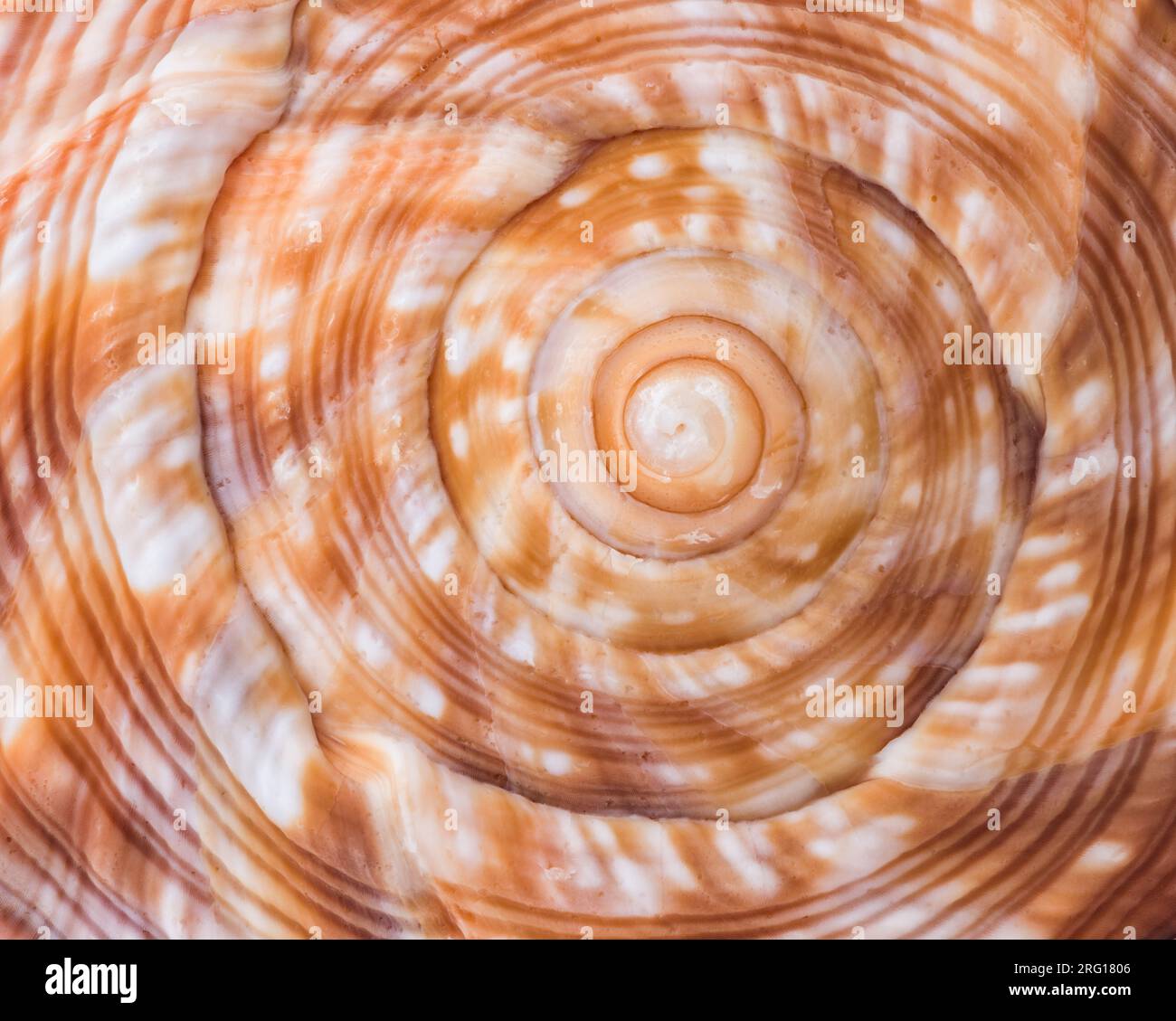 Bullmouth helmet hi-res stock photography and images - Alamy