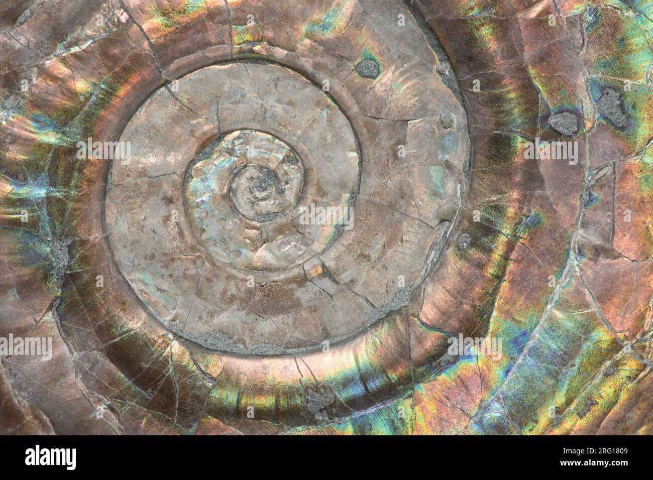 Top view of iridescent shell of a Psiloceras planorbis ammonite fossil ...