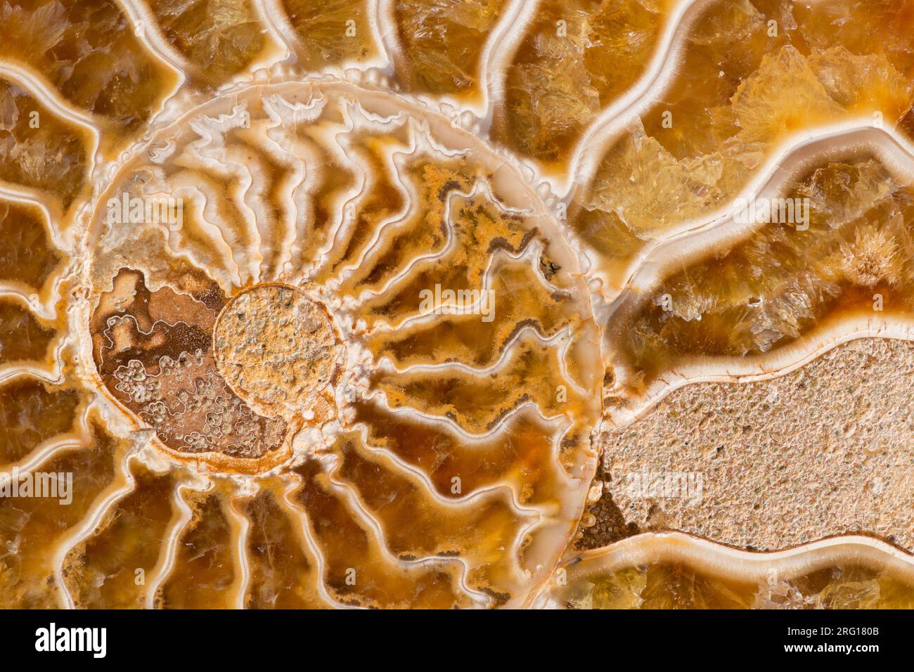 Extinct marine invertebrate hi-res stock photography and images - Alamy