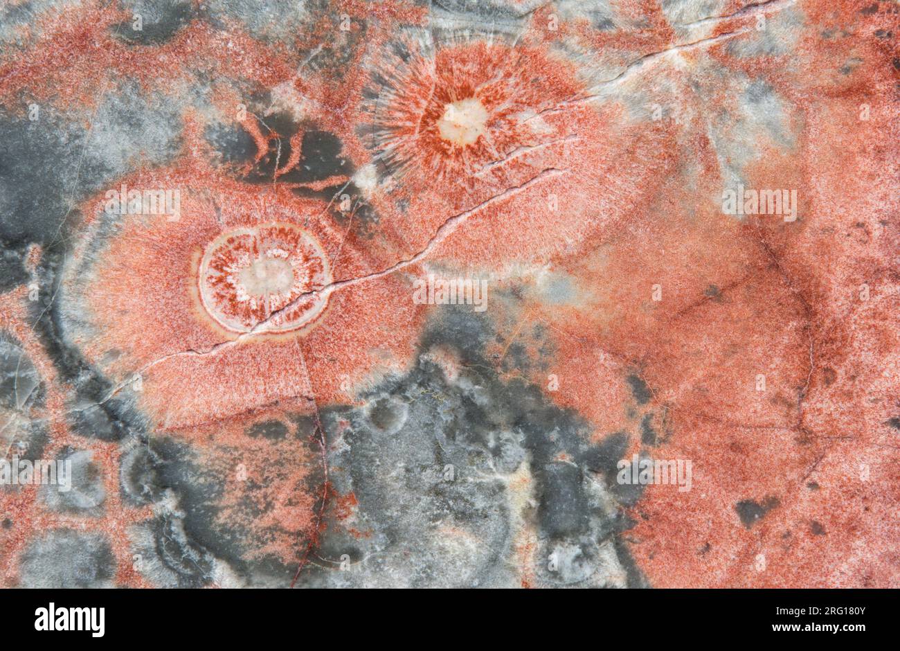 Macro photograph of the detail in a piece of Birds Eye rhyolite a rock ...