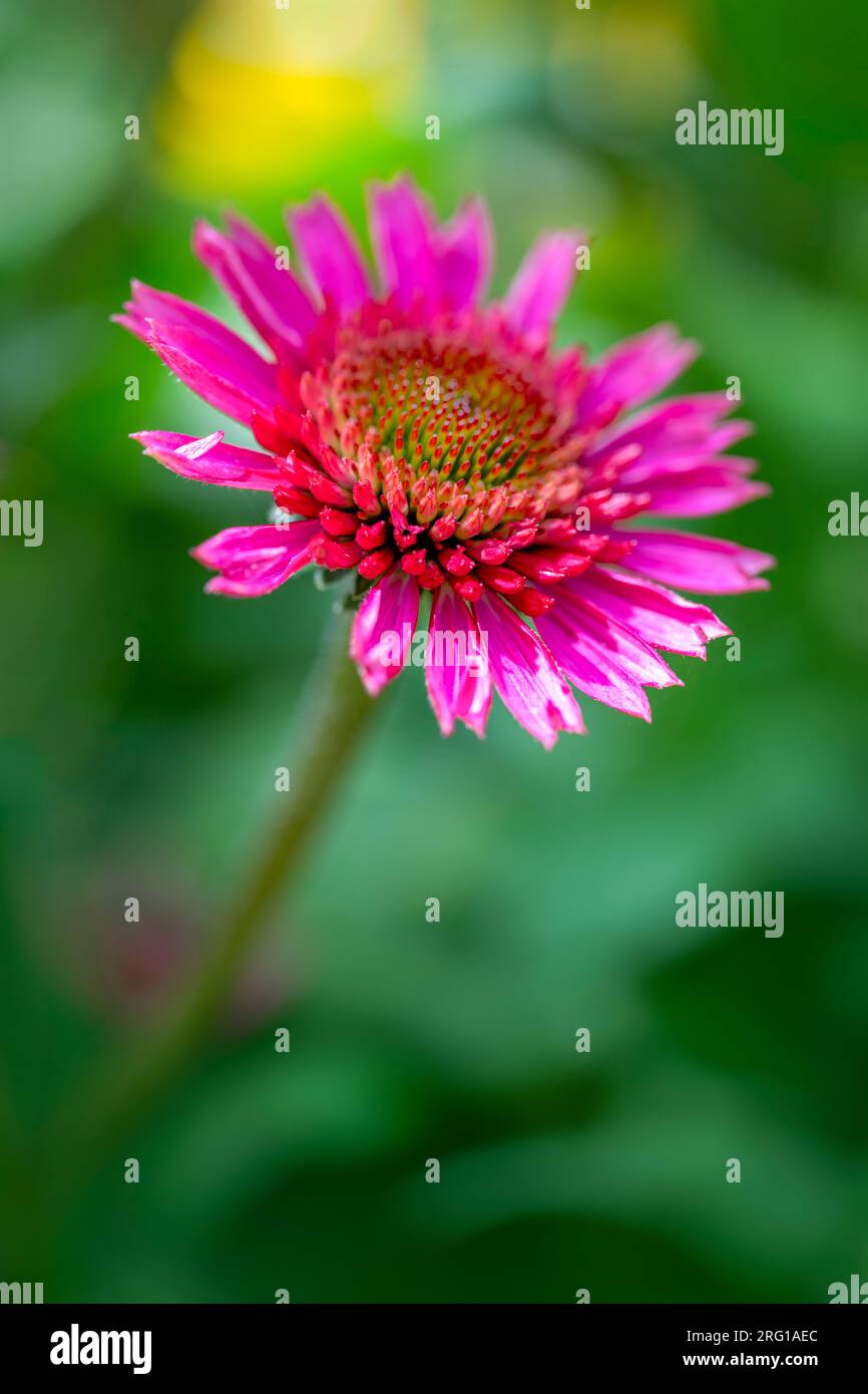 Pink coneflowers hi-res stock photography and images - Alamy