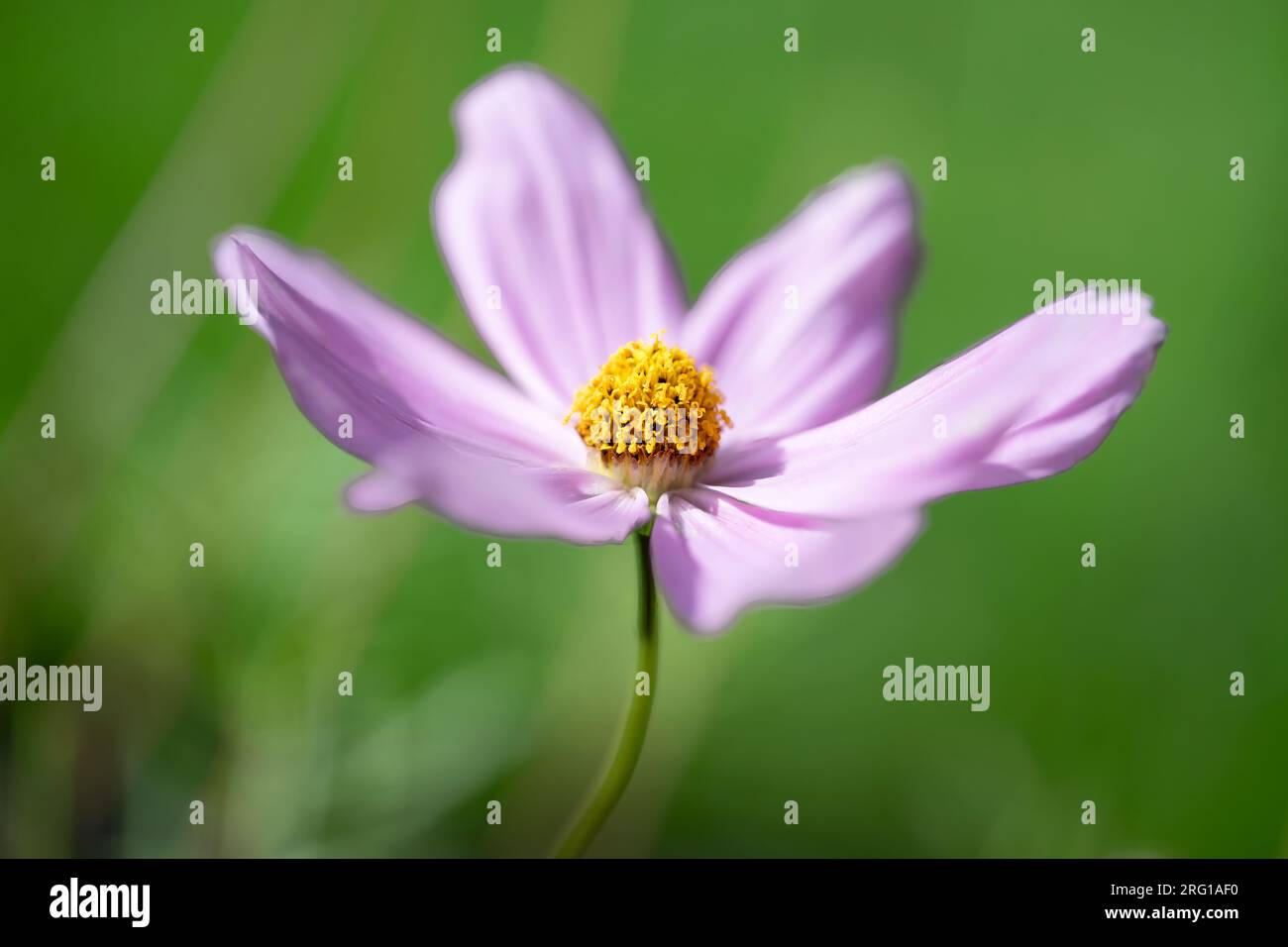 A beautiful, pink Cosmos flower, (Cosmos bipinnatus Stock Photo - Alamy