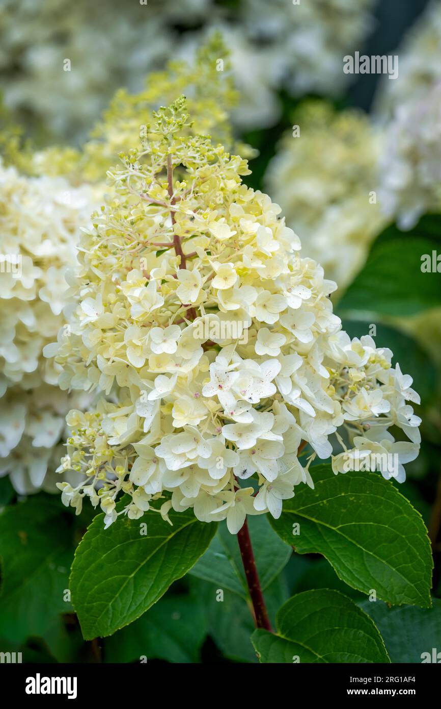 Cluster of hydrangea flowers hi-res stock photography and images - Alamy