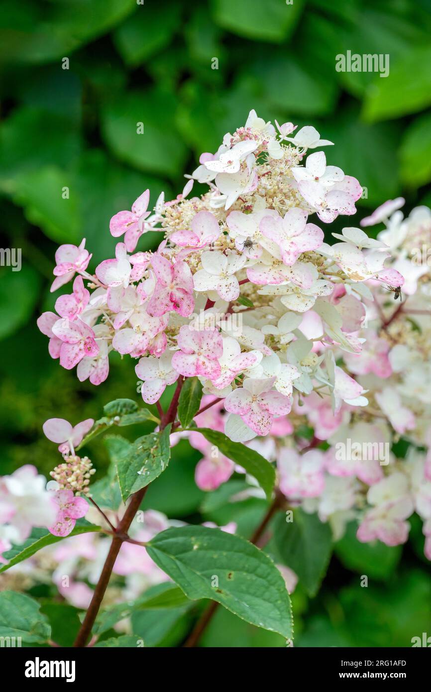 A cluster of white flowers on a Hydrangea shrub Stock Photo - Alamy