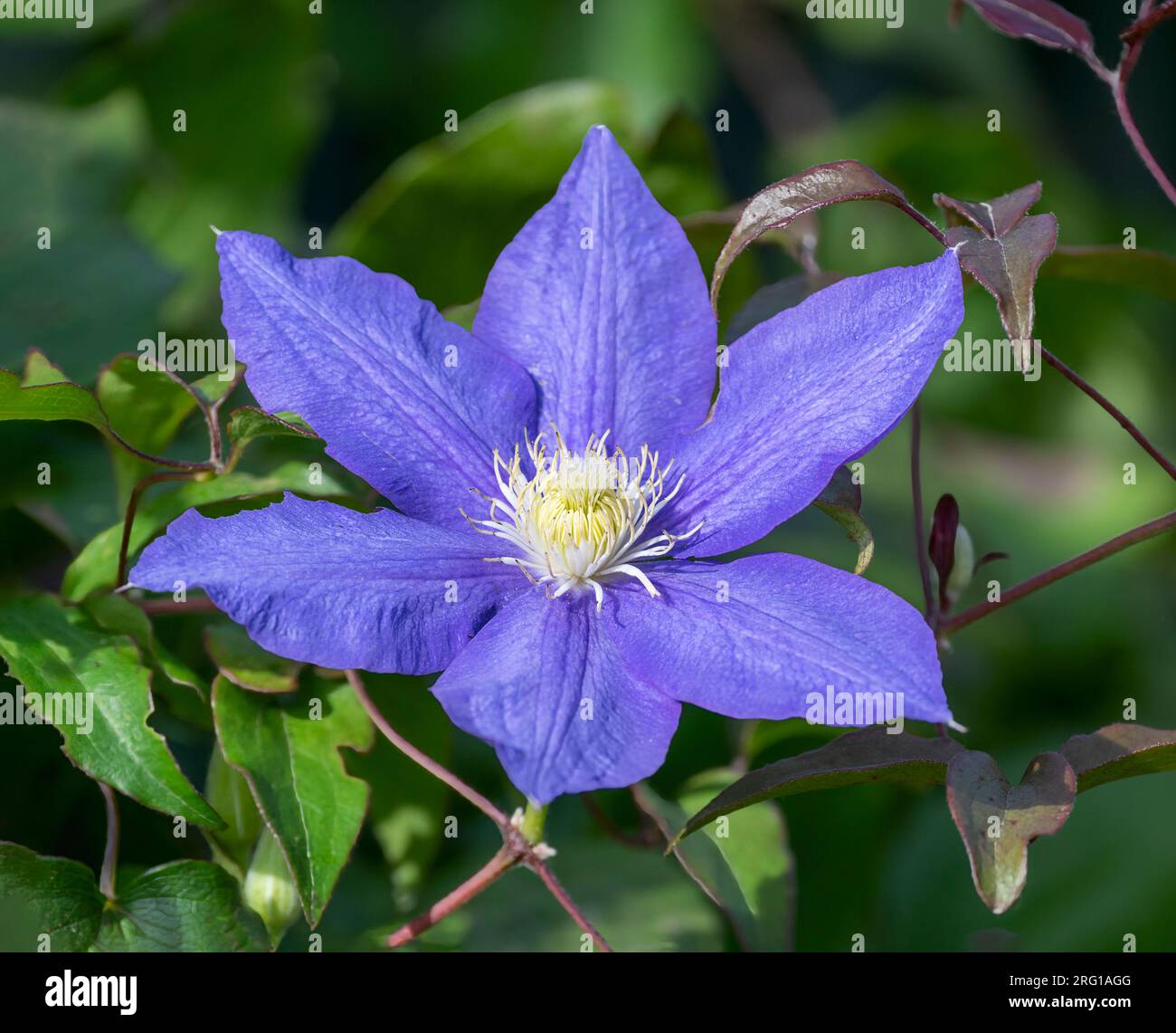 A large and beautiful purple Clematis flower Stock Photo - Alamy