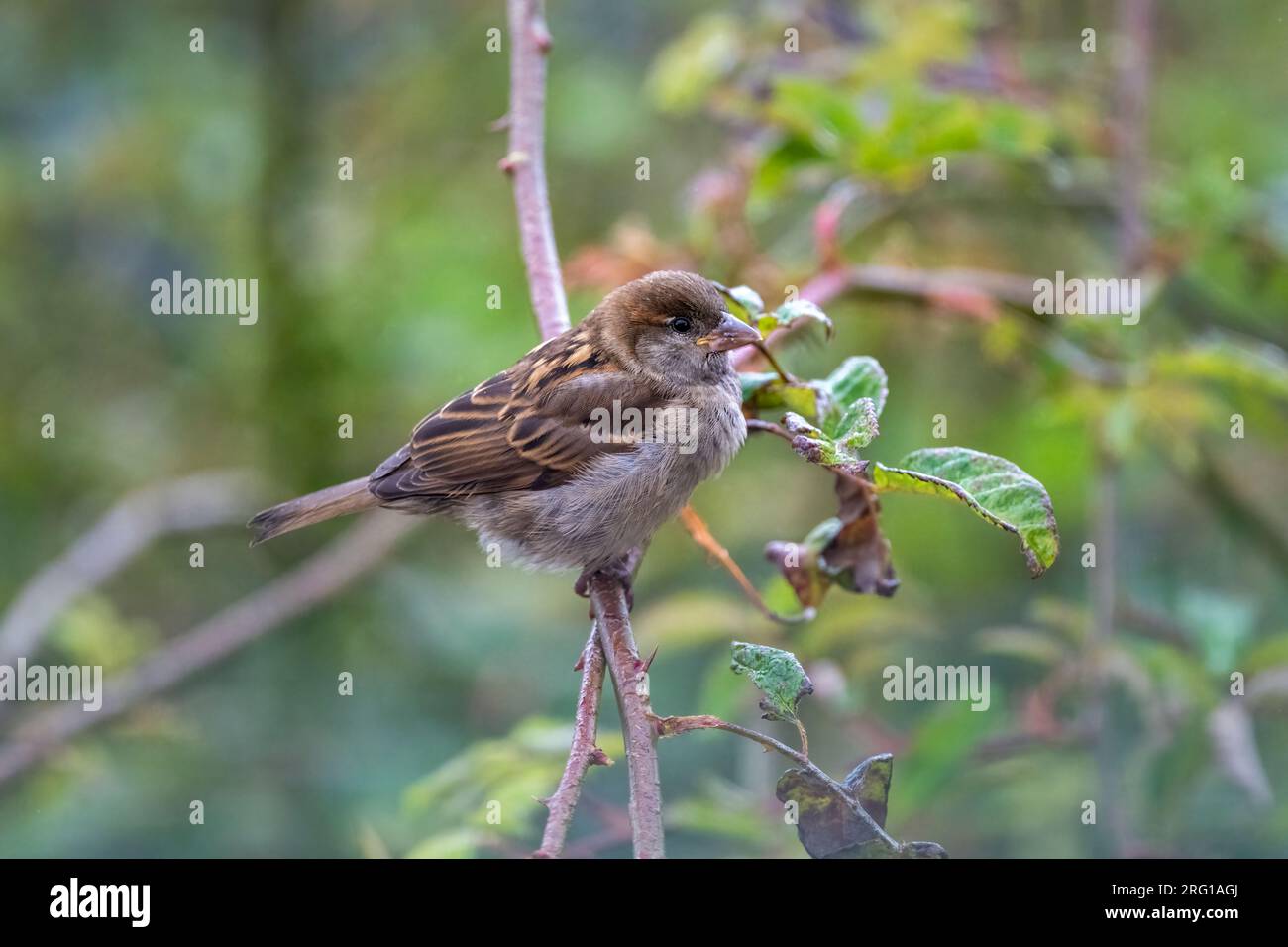 A juvenile House Sparrow, (Passer domesticus), perched on the stem of a ...