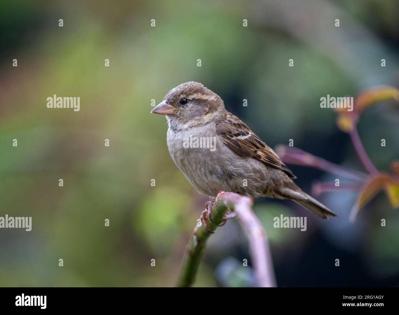 A juvenile House Sparrow, (Passer domesticus), perched on the stem of a ...