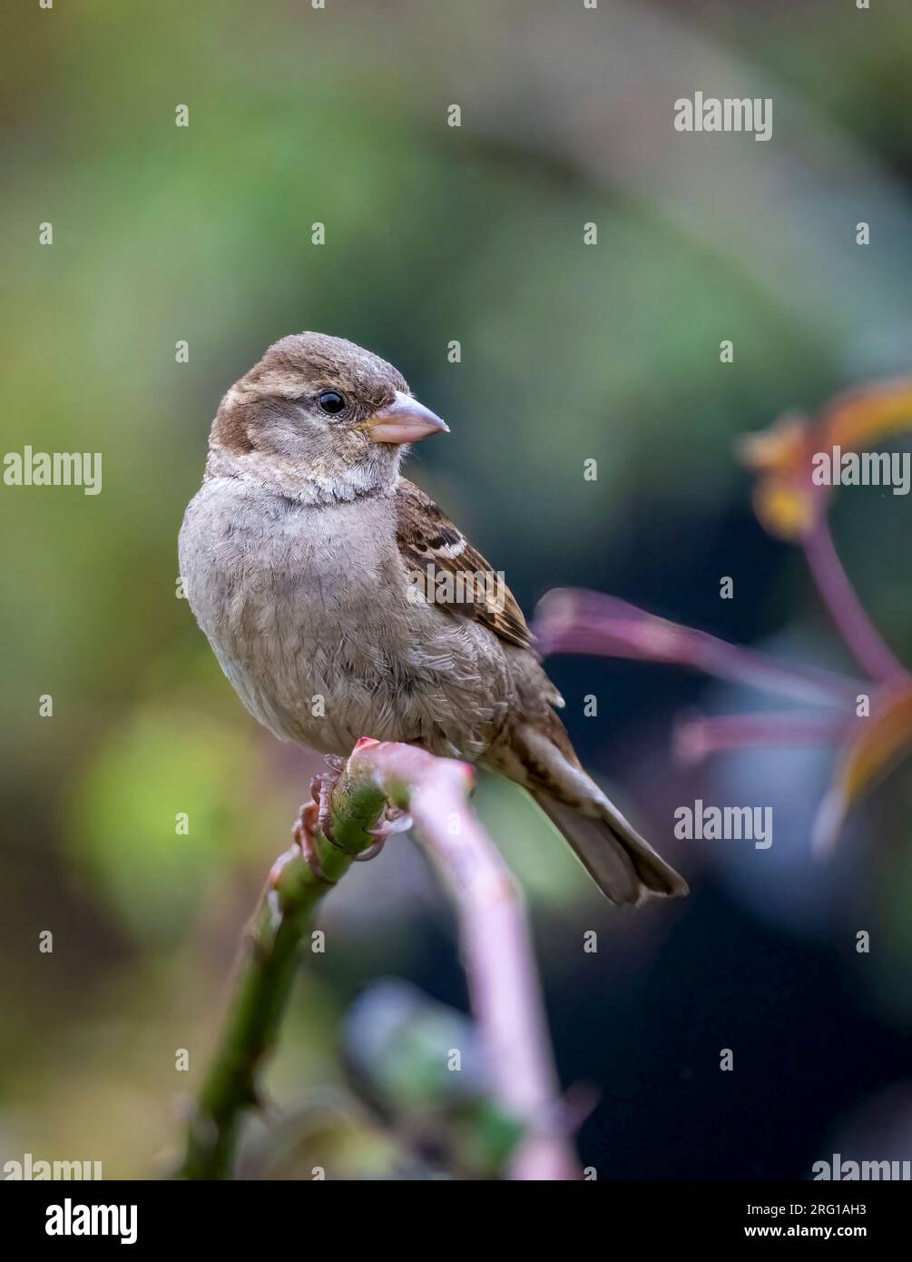 Juvenile house sparrow hi-res stock photography and images - Alamy