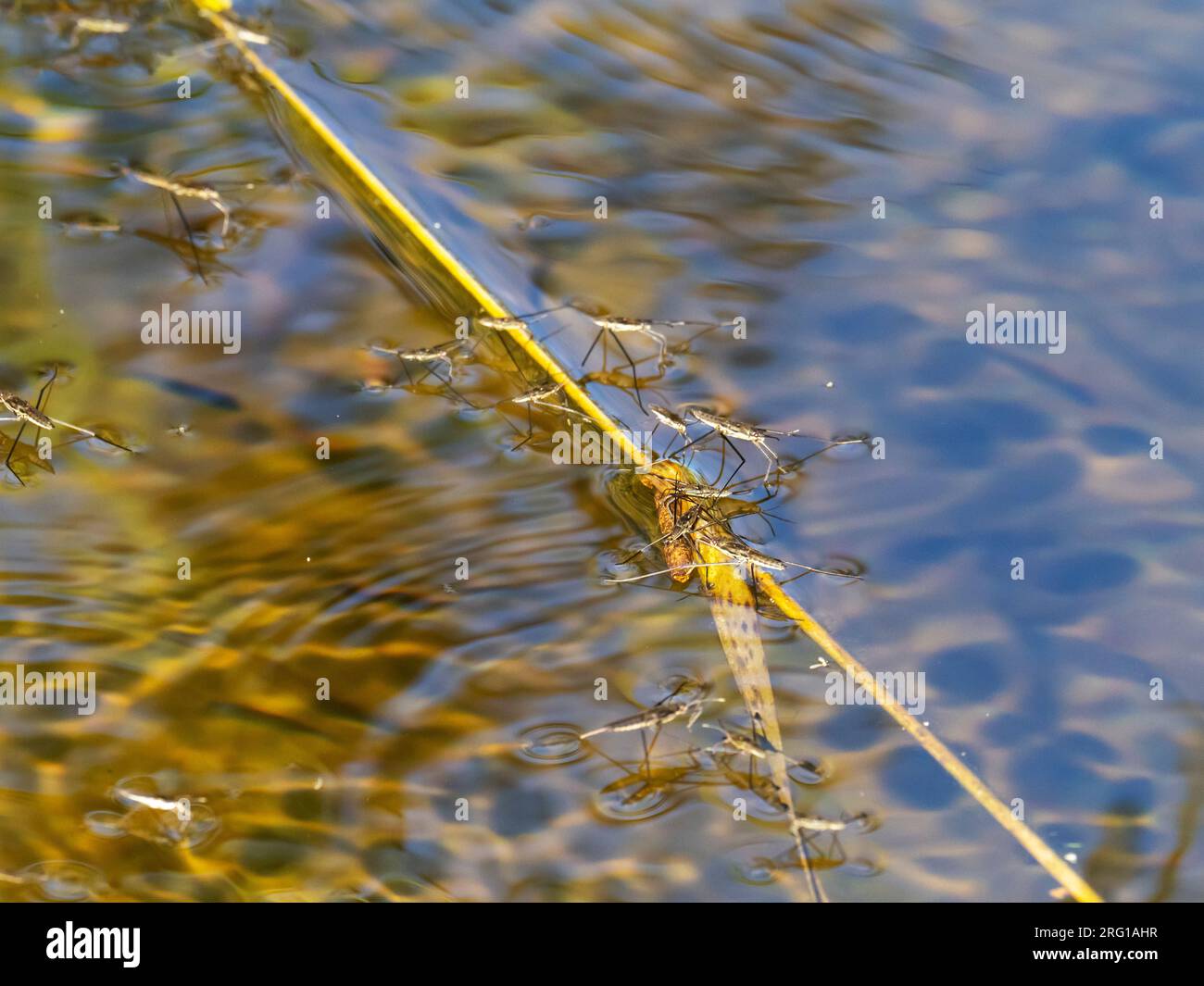Common Pond Skater, Gerris lacustris on the River Brathay in Ambleside ...