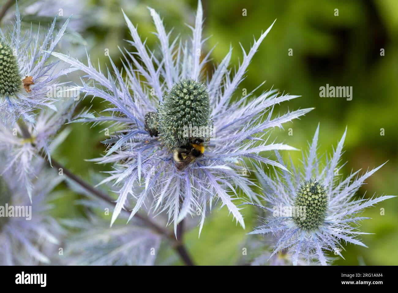 Eryngium alpinum 'Blue Star' also known as Blue Sea Holly Stock Photo ...