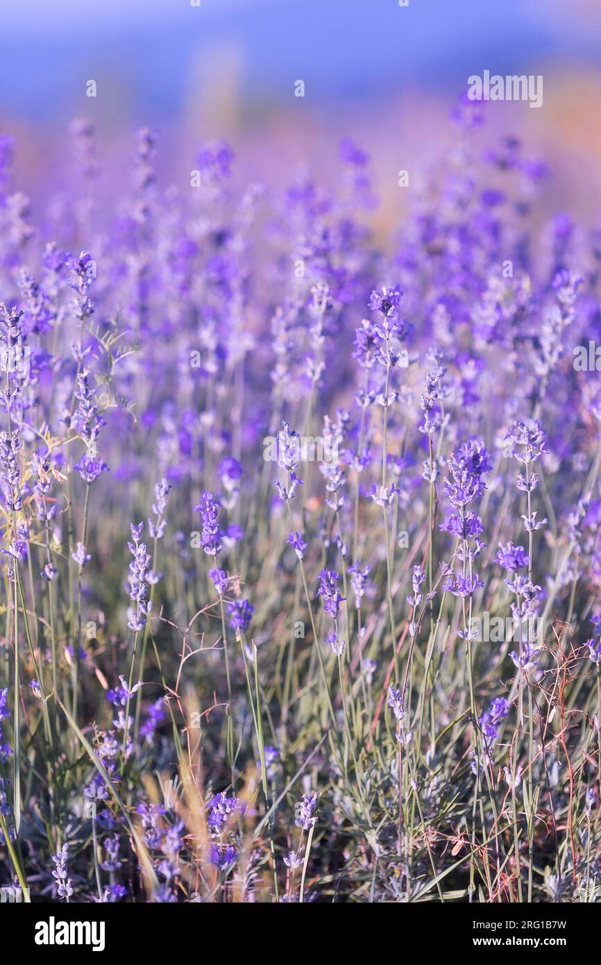 Violet purple lavender field close-up. Flowers selective focus, blur ...