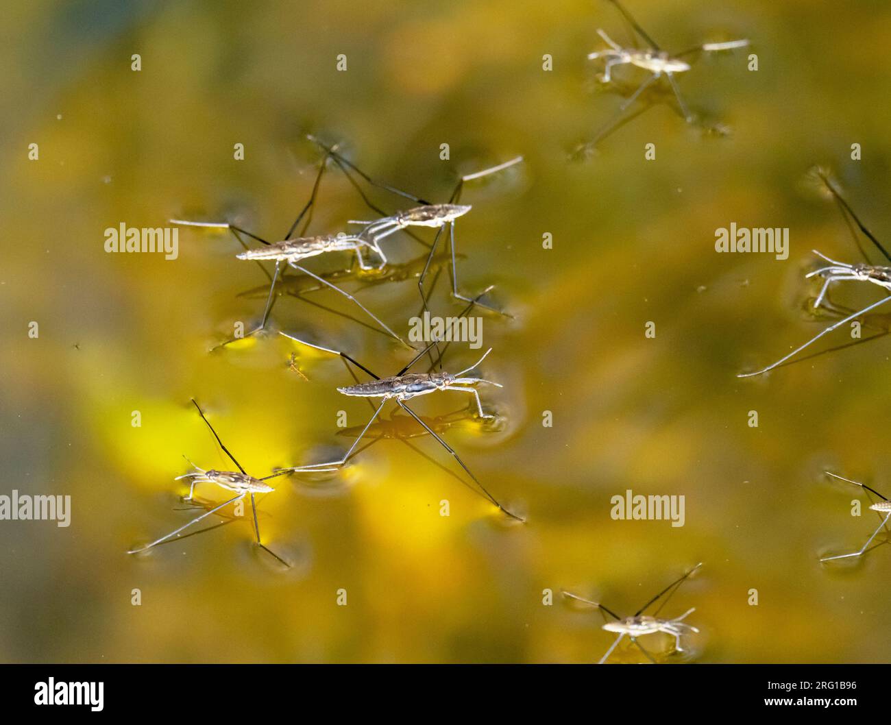 Common Pond Skater, Gerris lacustris on the River Brathay in Ambleside ...