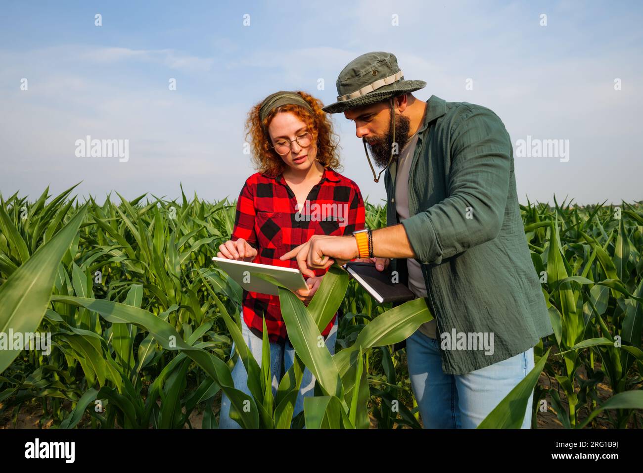 Portrait of farmers who are cultivating corn. They are examining ...