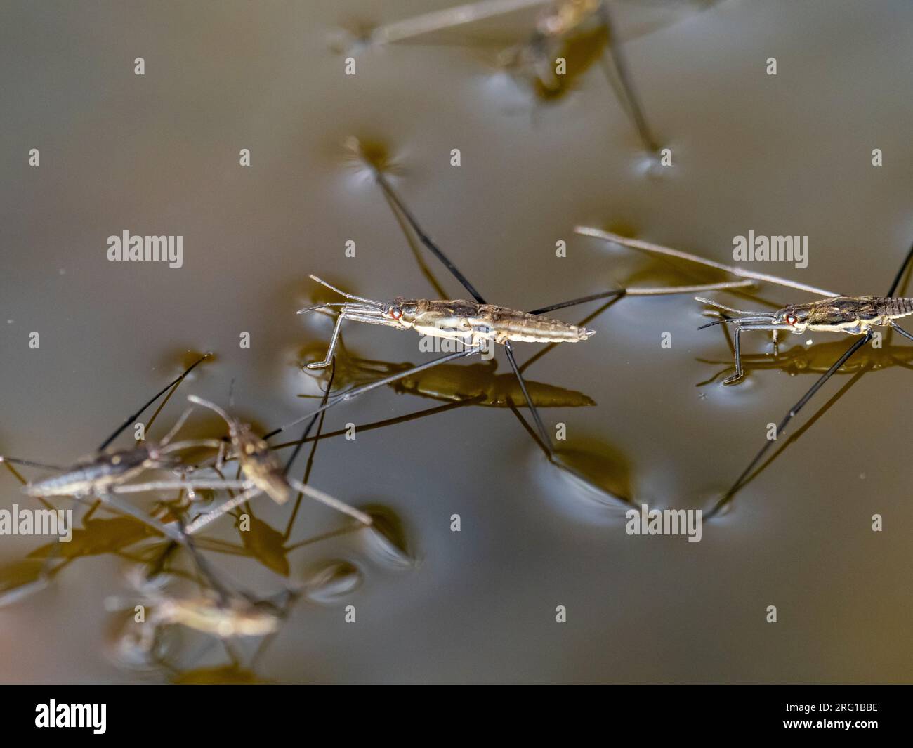 Common Pond Skater, Gerris lacustris on the River Brathay in Ambleside ...