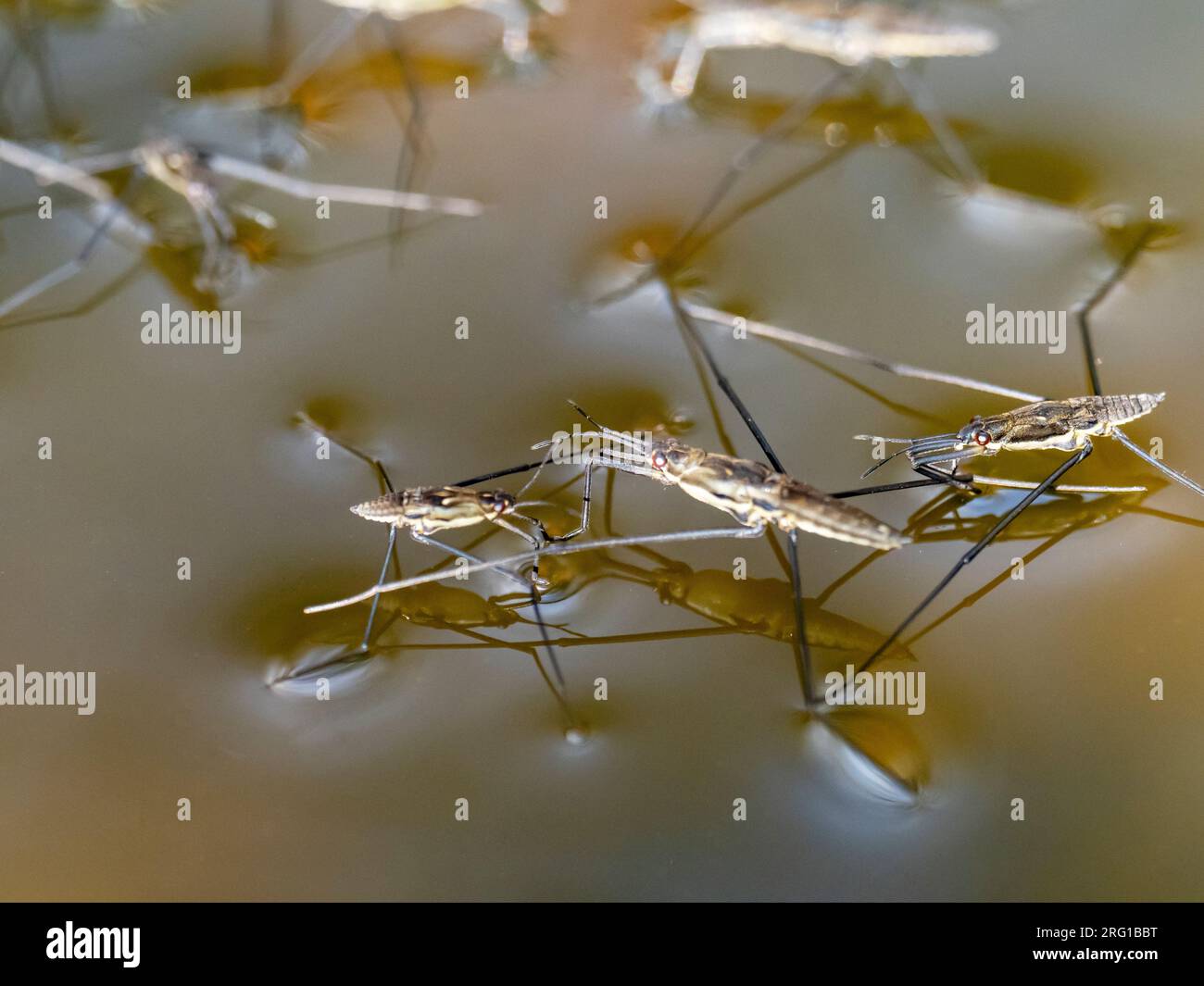 Common Pond Skater, Gerris lacustris on the River Brathay in Ambleside ...