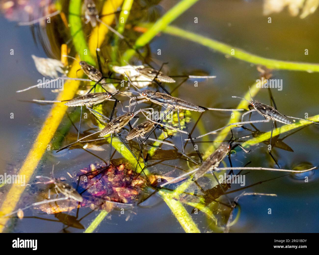 Common Pond Skater, Gerris lacustris on the River Brathay in Ambleside ...