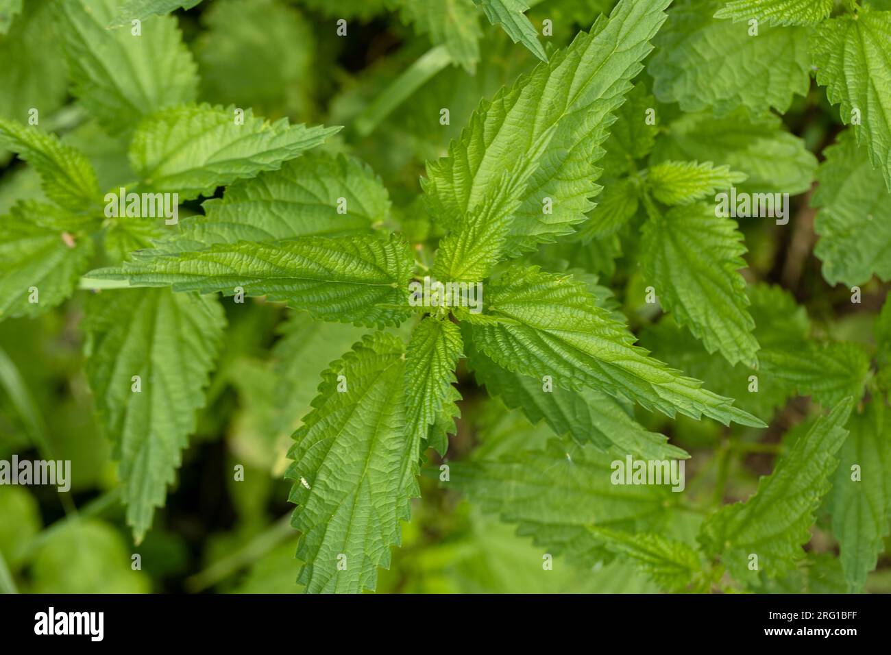 Bush of stinging-nettles. Nettle leaves. Top view. Botanical pattern ...