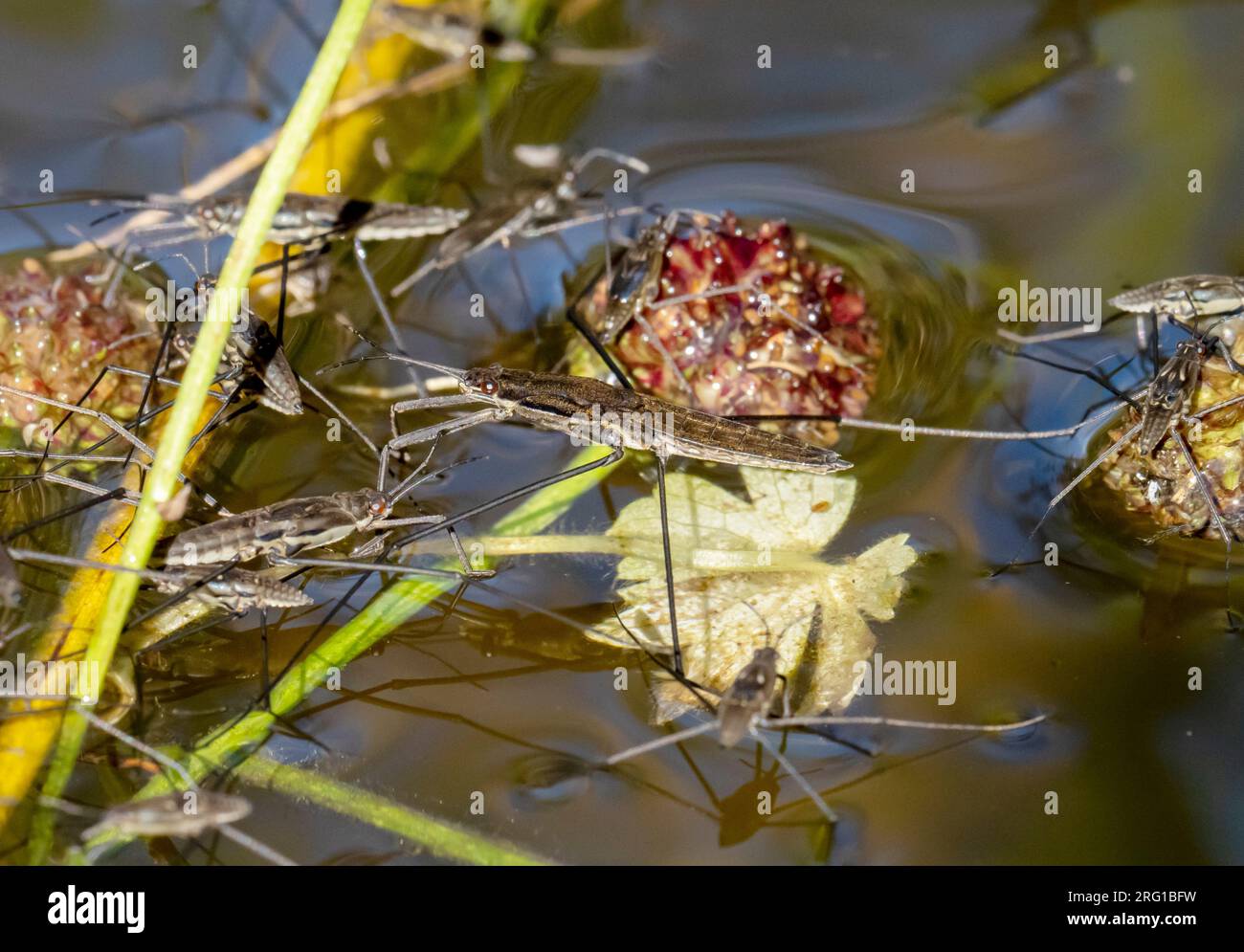Common Pond Skater, Gerris lacustris on the River Brathay in Ambleside ...
