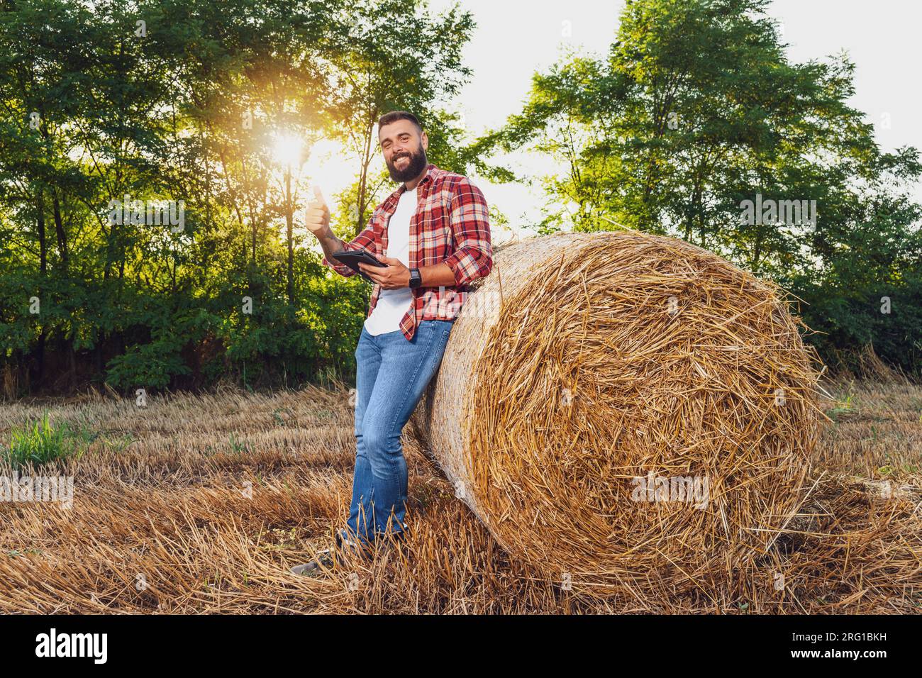 Farmer is standing beside bales of hay. He is examining straw after ...
