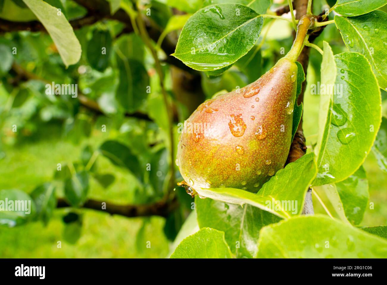 Growing pear tree in water drops in sunny sunset weather close-up Stock ...