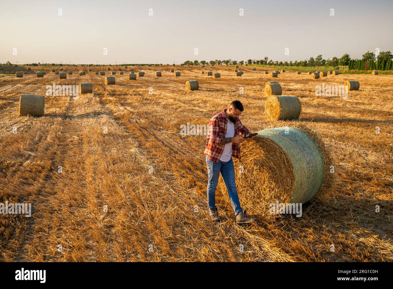 Farmer is standing beside bales of hay. He is examining straw after ...