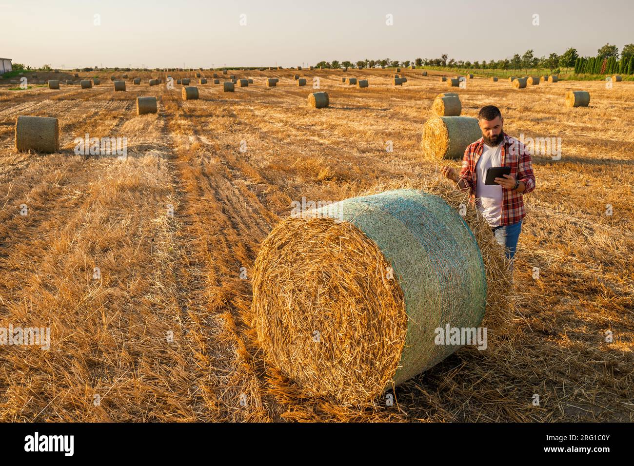 Farmer is standing beside bales of hay. He is examining straw after ...