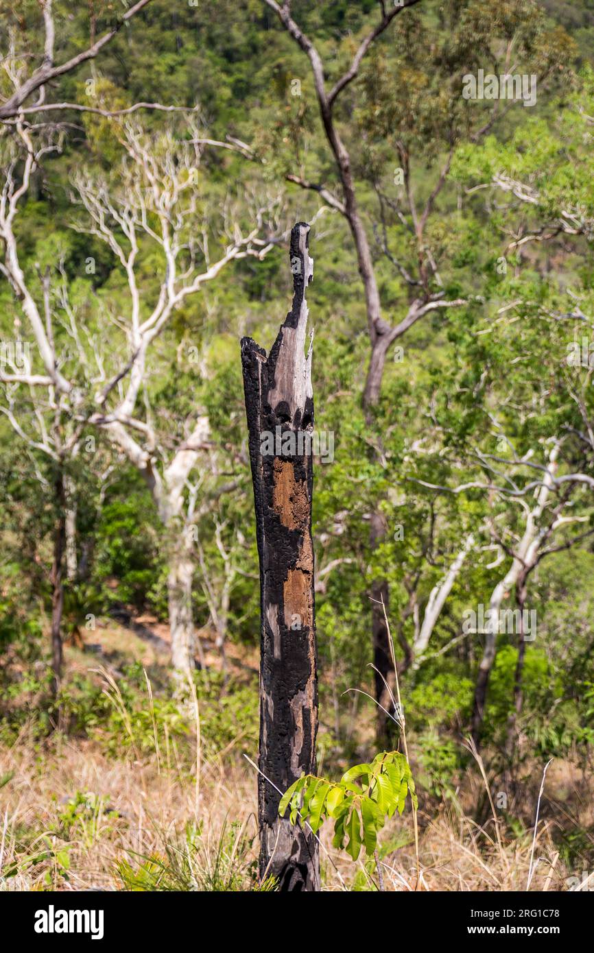Charred burnt Tree Trunk between green Bush Land, Queensland, Australia ...