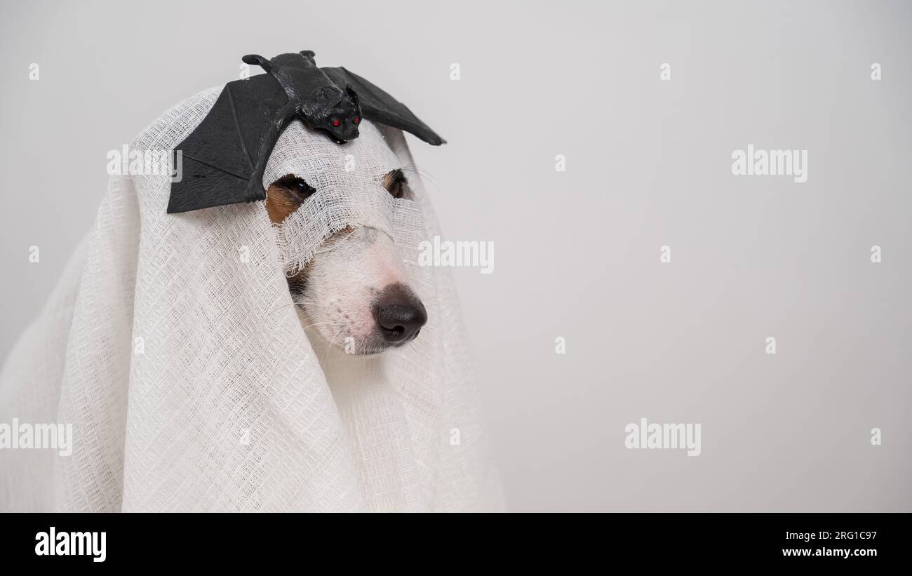 Dog Jack Russell Terrier in a ghost costume with a bat on his head on a ...