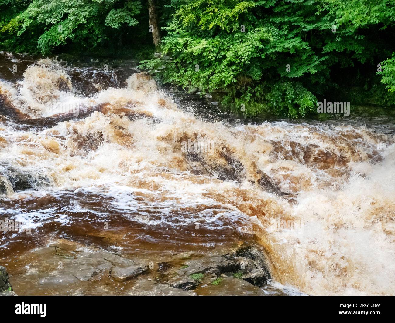 Peat stained flood waters in the River Ribble at Stainforth Force above ...