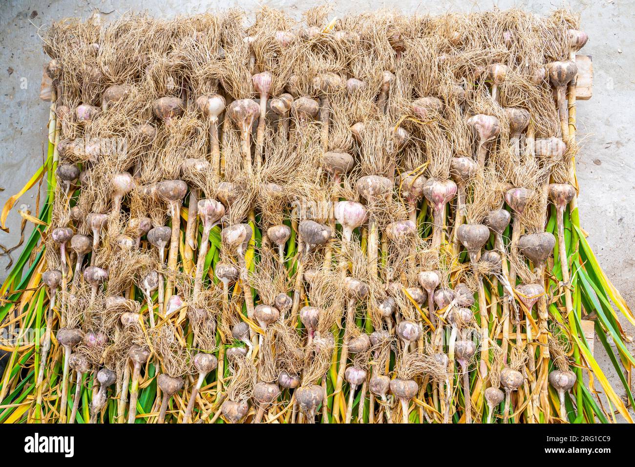 Harvested garlic crop in a dry storage place, close-up, top view. Whole ...