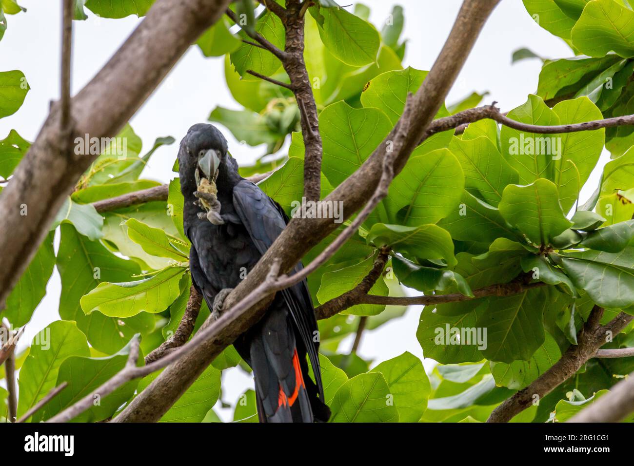 Male Red Tailed Black Cockatoo sitting on Branch with green Leaves ...