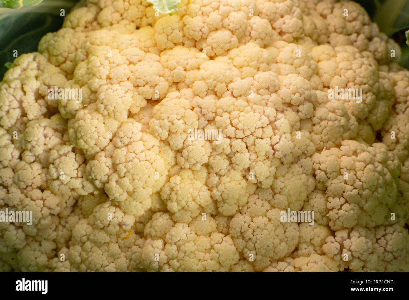 Inflorescence of white cauliflower close-up. macro photography of ...