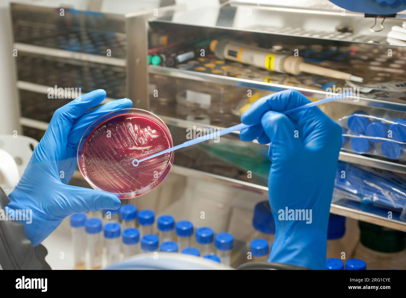 microbiologist working with loop in microbiological laboratory Stock ...