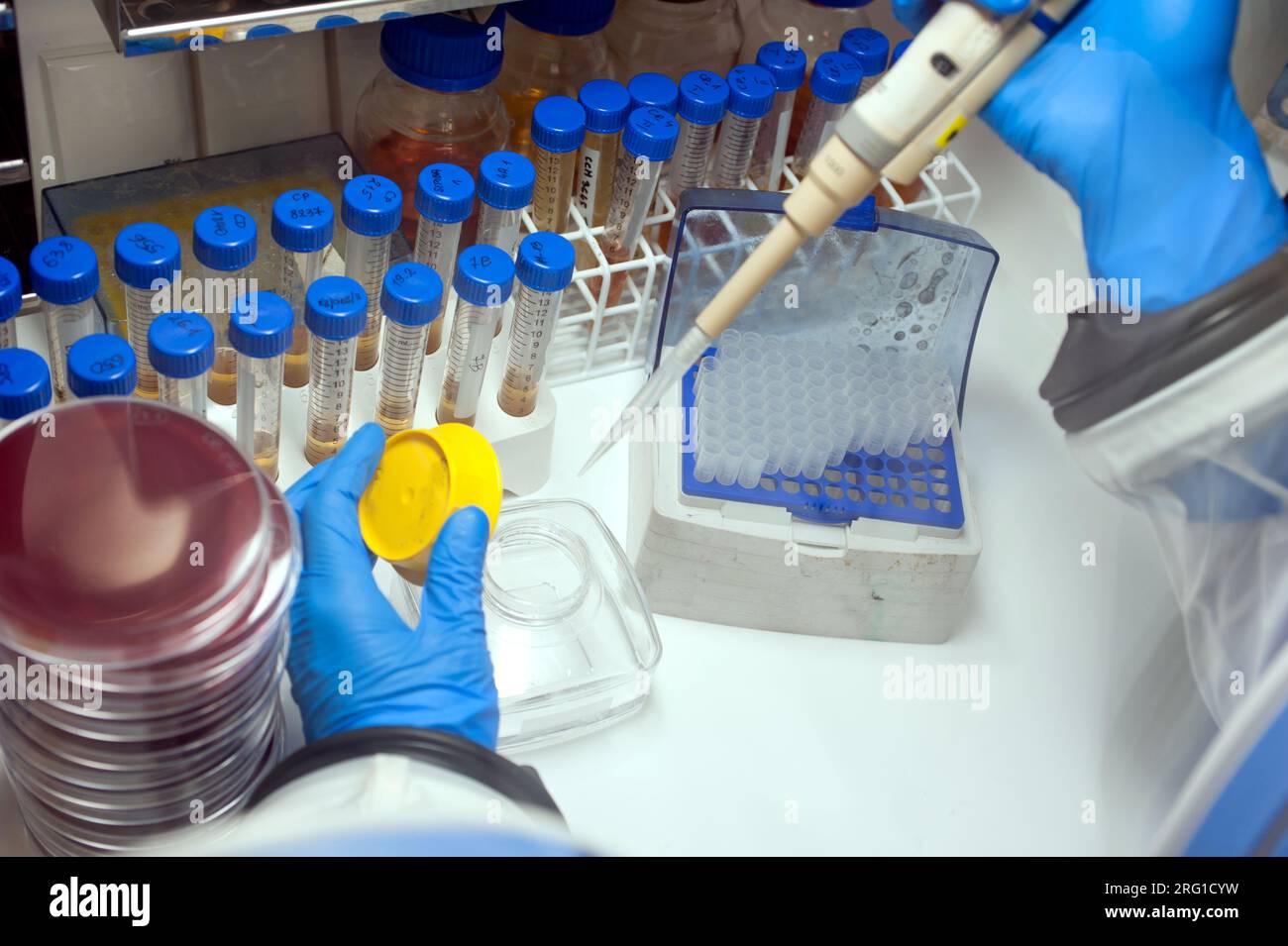 A microbiologist or lab technician wearing long-elbow gloves working ...