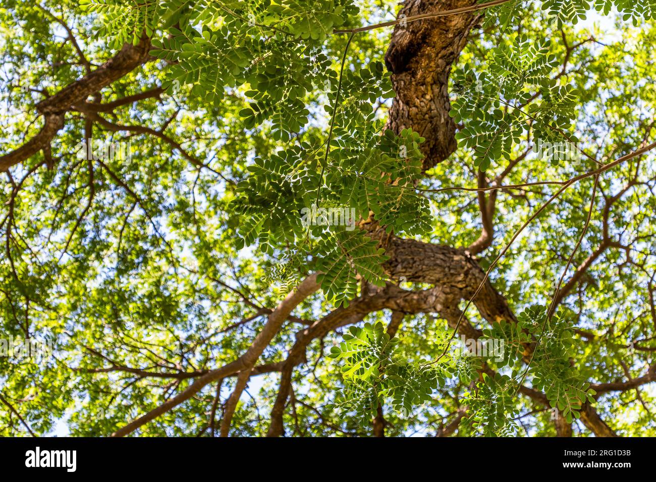 View from below into the treetop of robinia tree, green background from ...