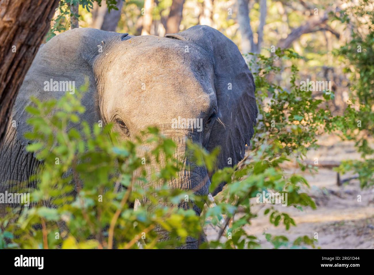 Close up of an elephant hiding in the bushes Stock Photo - Alamy