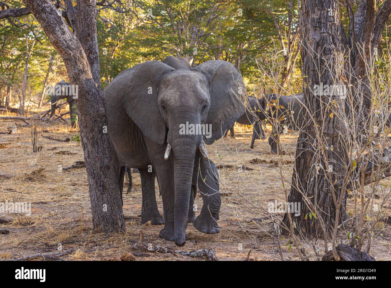 Elephant in the woods feigning a charge Stock Photo - Alamy