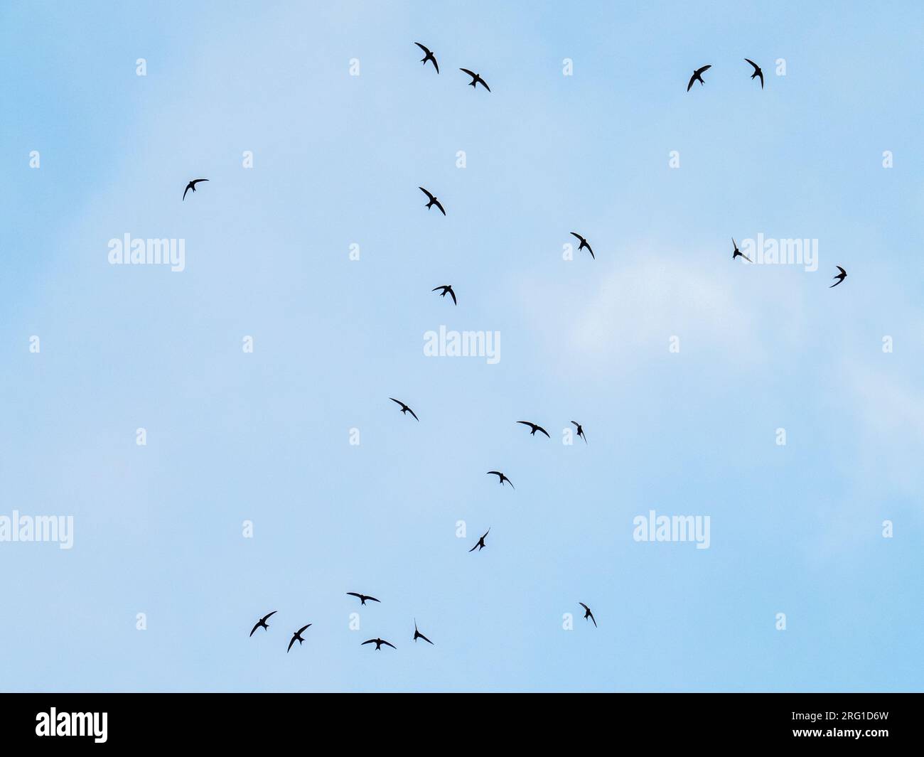 A flock of Common Swift, Apus apus flying over Ambleside, Lake District ...