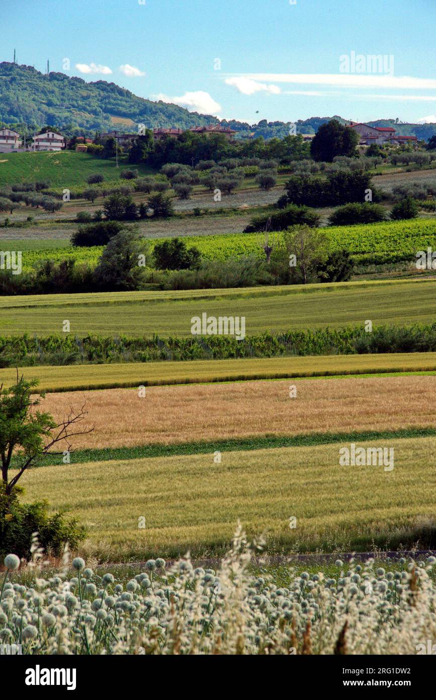 Campi di grano e hi-res stock photography and images - Alamy