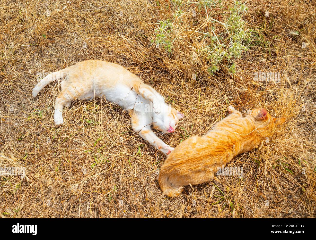 Two cats playing in countryside Stock Photo - Alamy