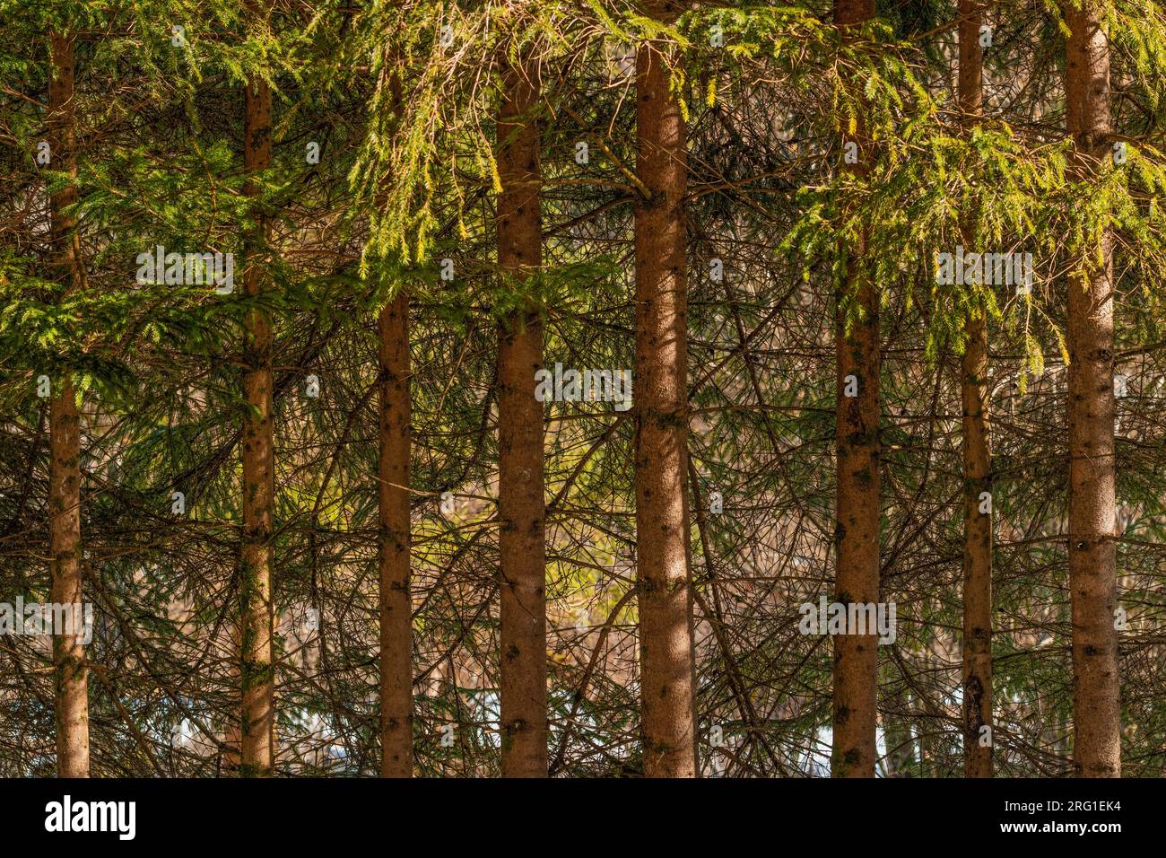 Treeline hi-res stock photography and images - Alamy